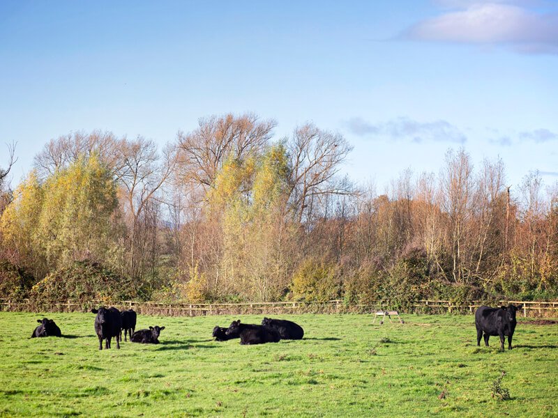 Our On-Site Local Farm- Eckington Manor