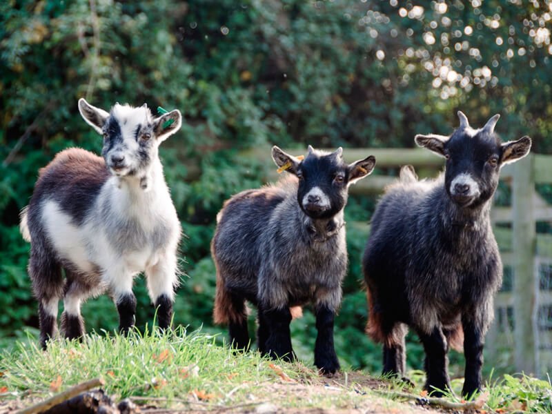 Our On-Site Local Farm- Eckington Manor