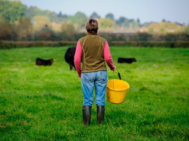 Our On-Site Local Farm- Eckington Manor