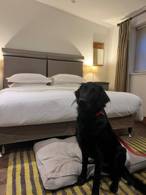 Dog Friendly Hotel Worcestershire